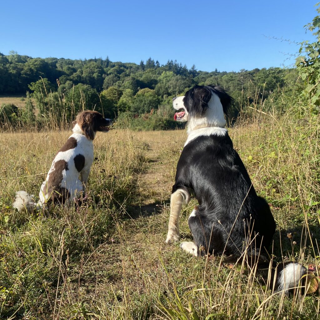 BCC to license Professional Dog Walkers - Banstead Commons Conservators