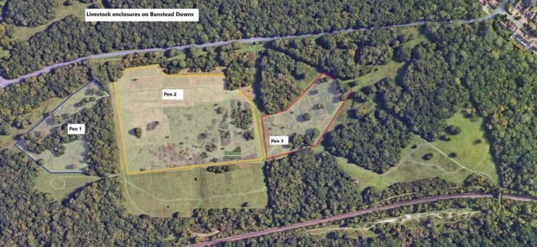 Conservation grazing update - Banstead Downs - Banstead Commons ...
